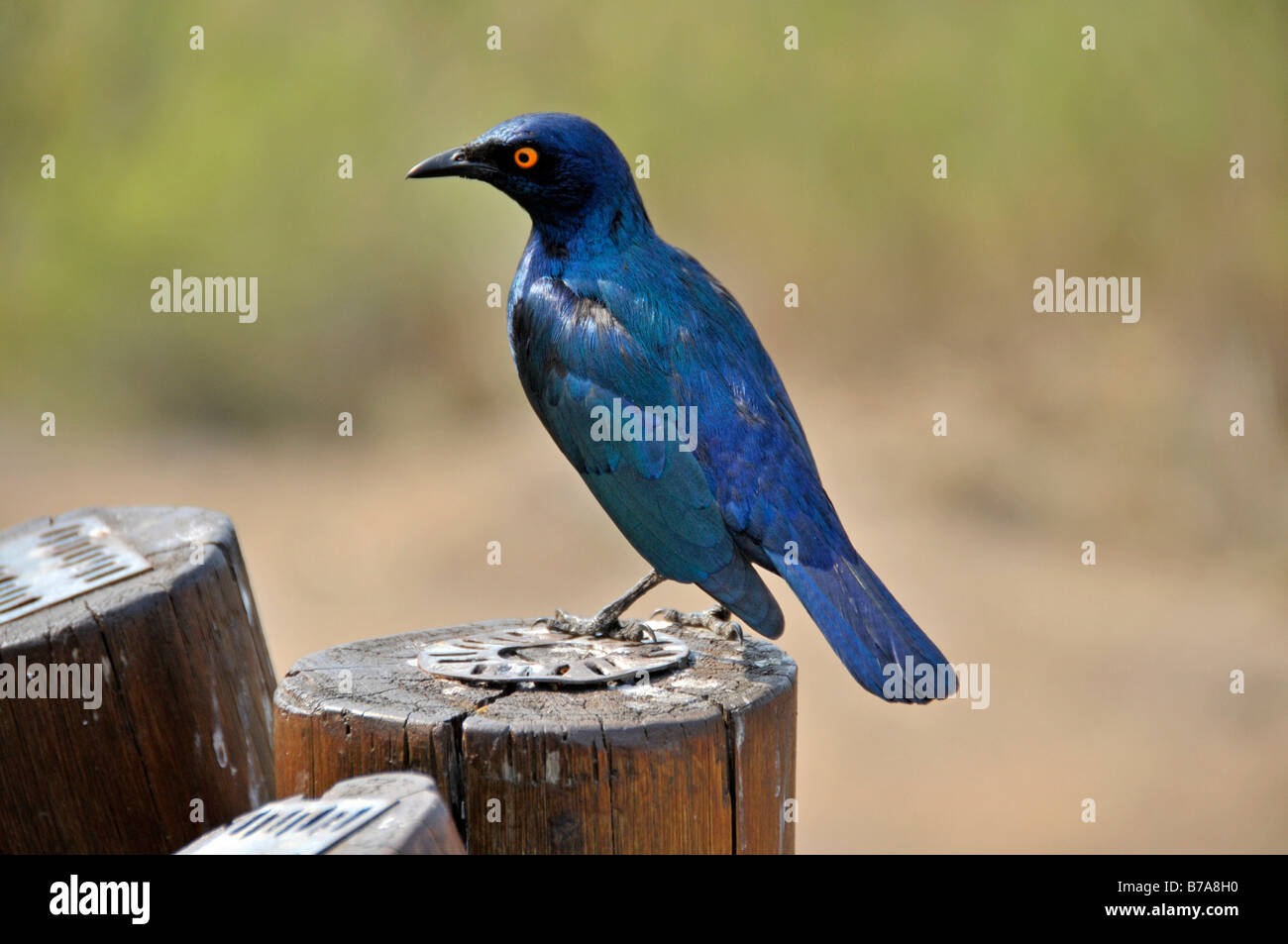 Drongoschnaepper hi-res stock photography and images - Alamy