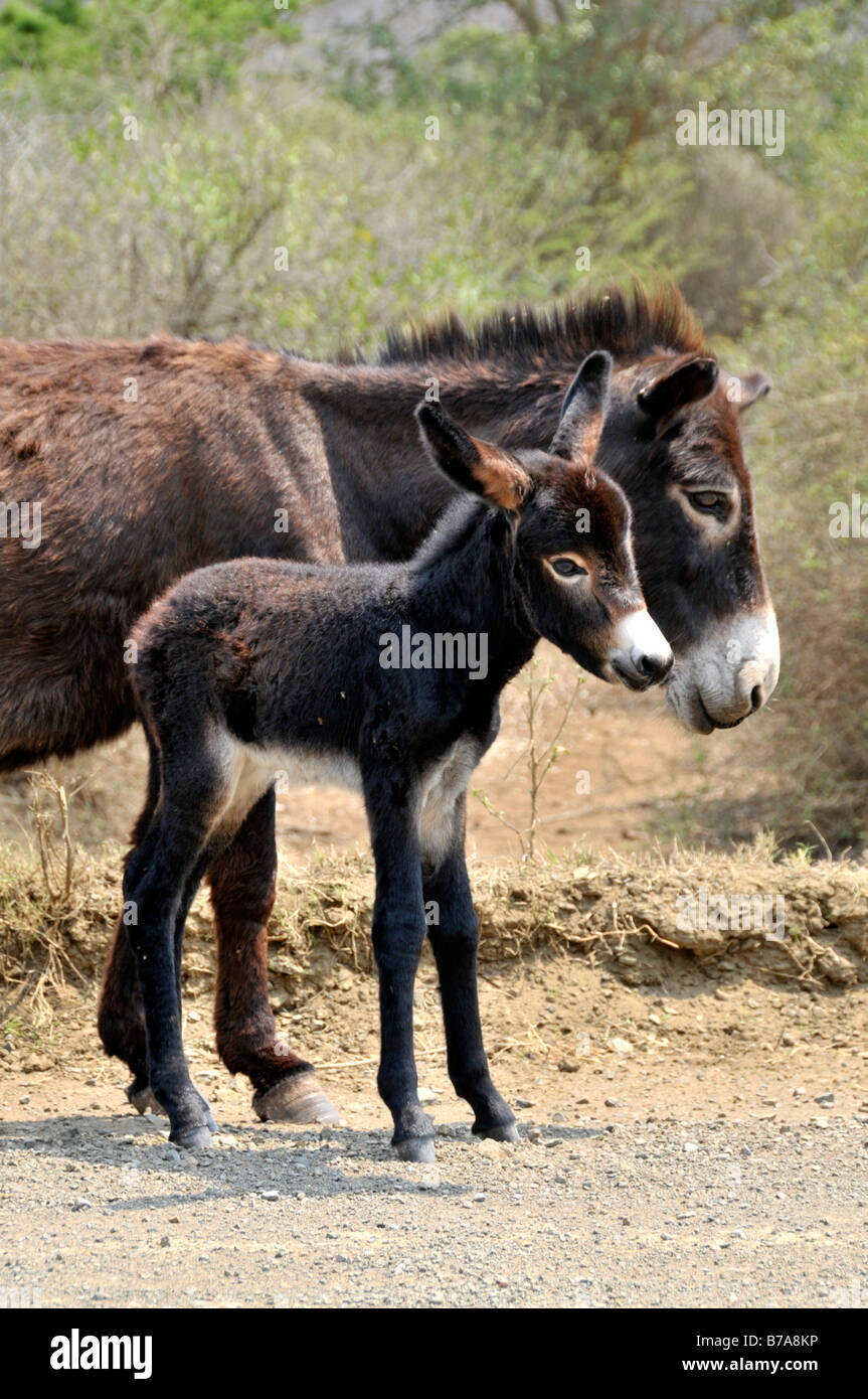 Donkey (Equus asinus) jenny and foal, Swaziland, South Africa, Africa ...