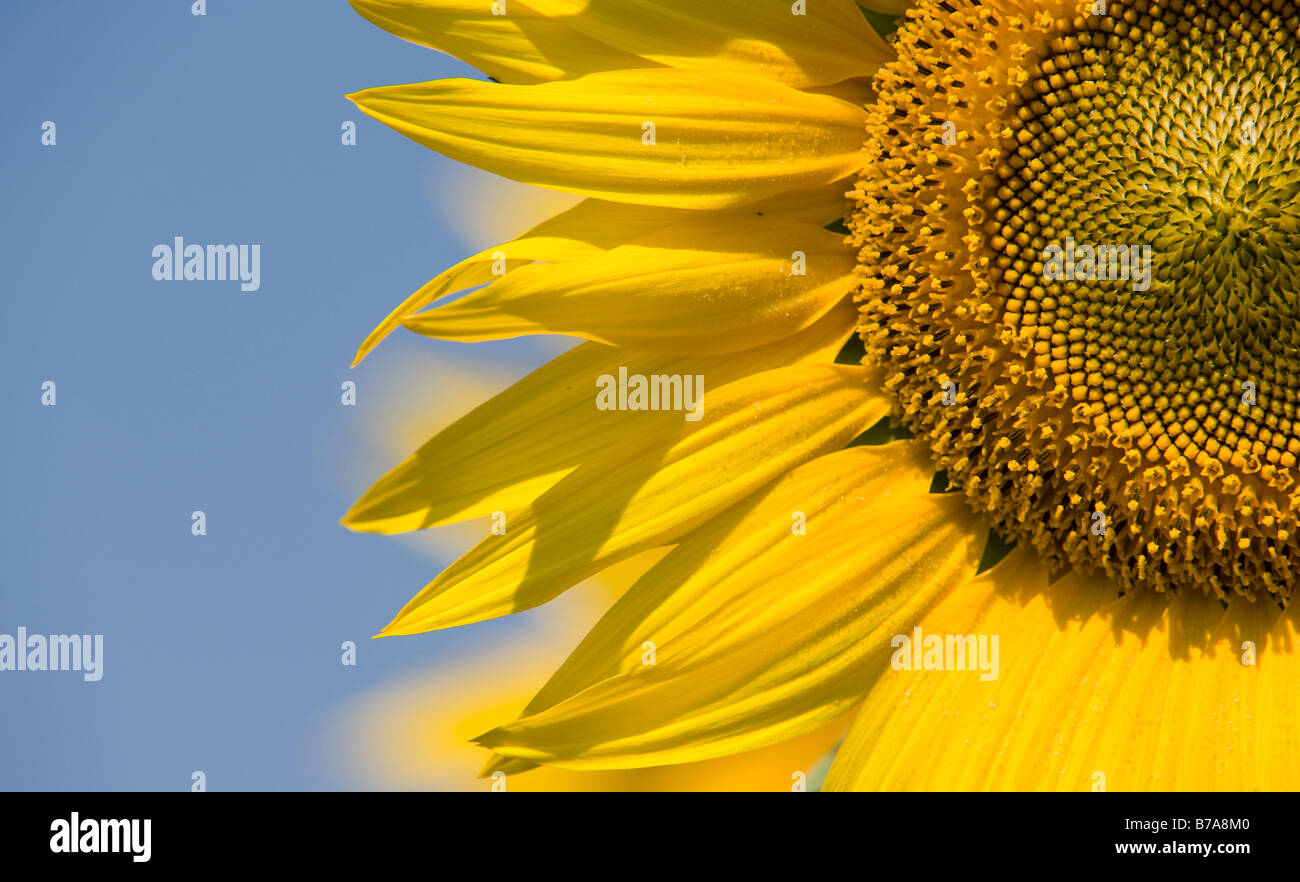 Sunflowers in an Indian field. Grown or the seed crop. Andhra Pradesh ...