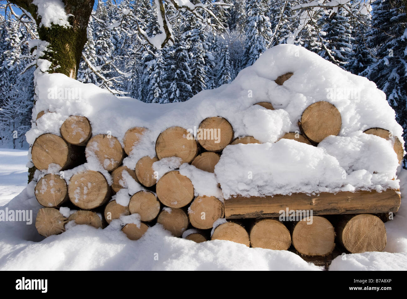 Scenic and picturesque Dolina Koscieliska Zakopane Tatra Mountains ...