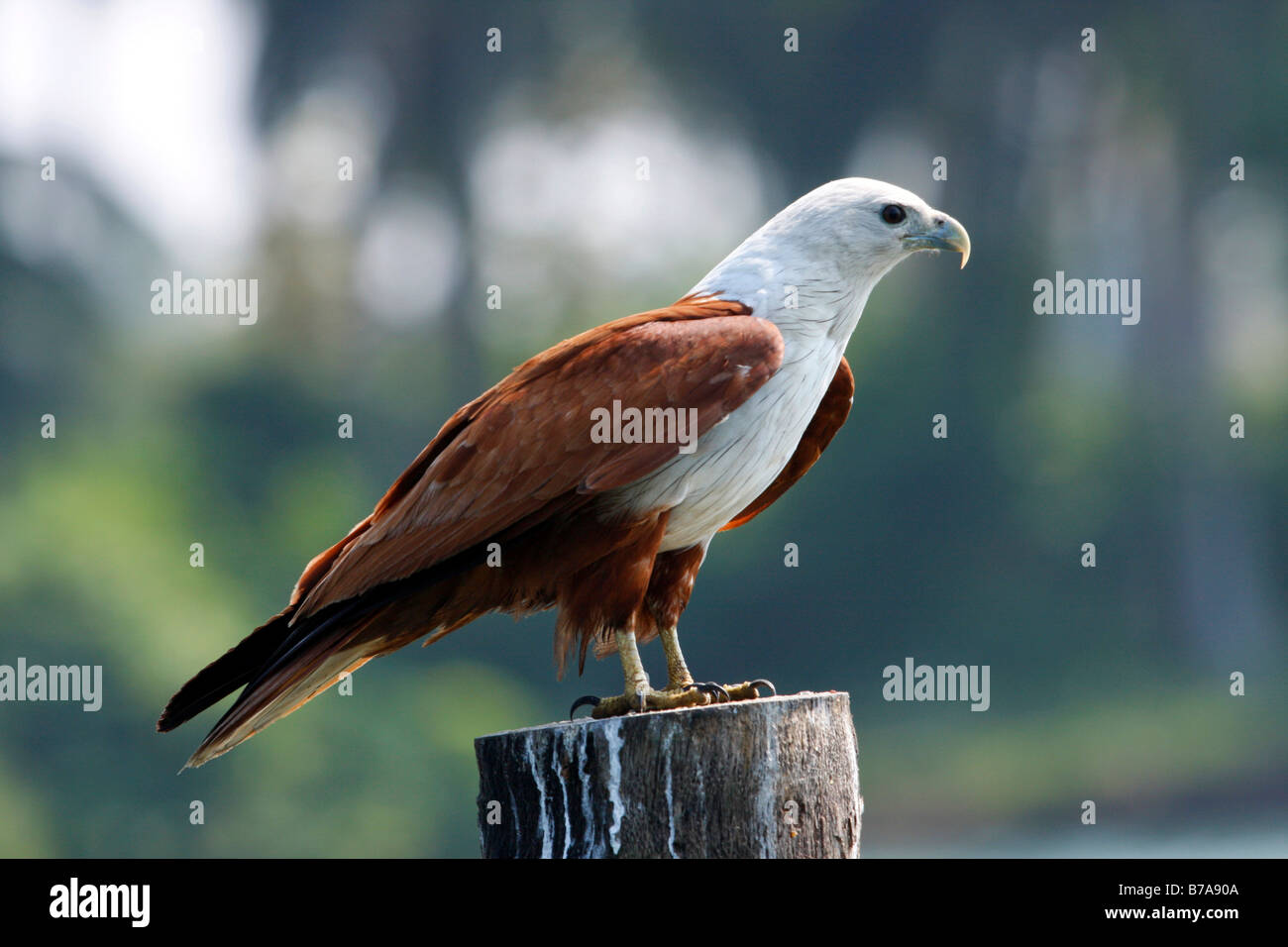 Brahminy Kite or Red-backed Sea-eagle (Haliastur indus Stock Photo - Alamy