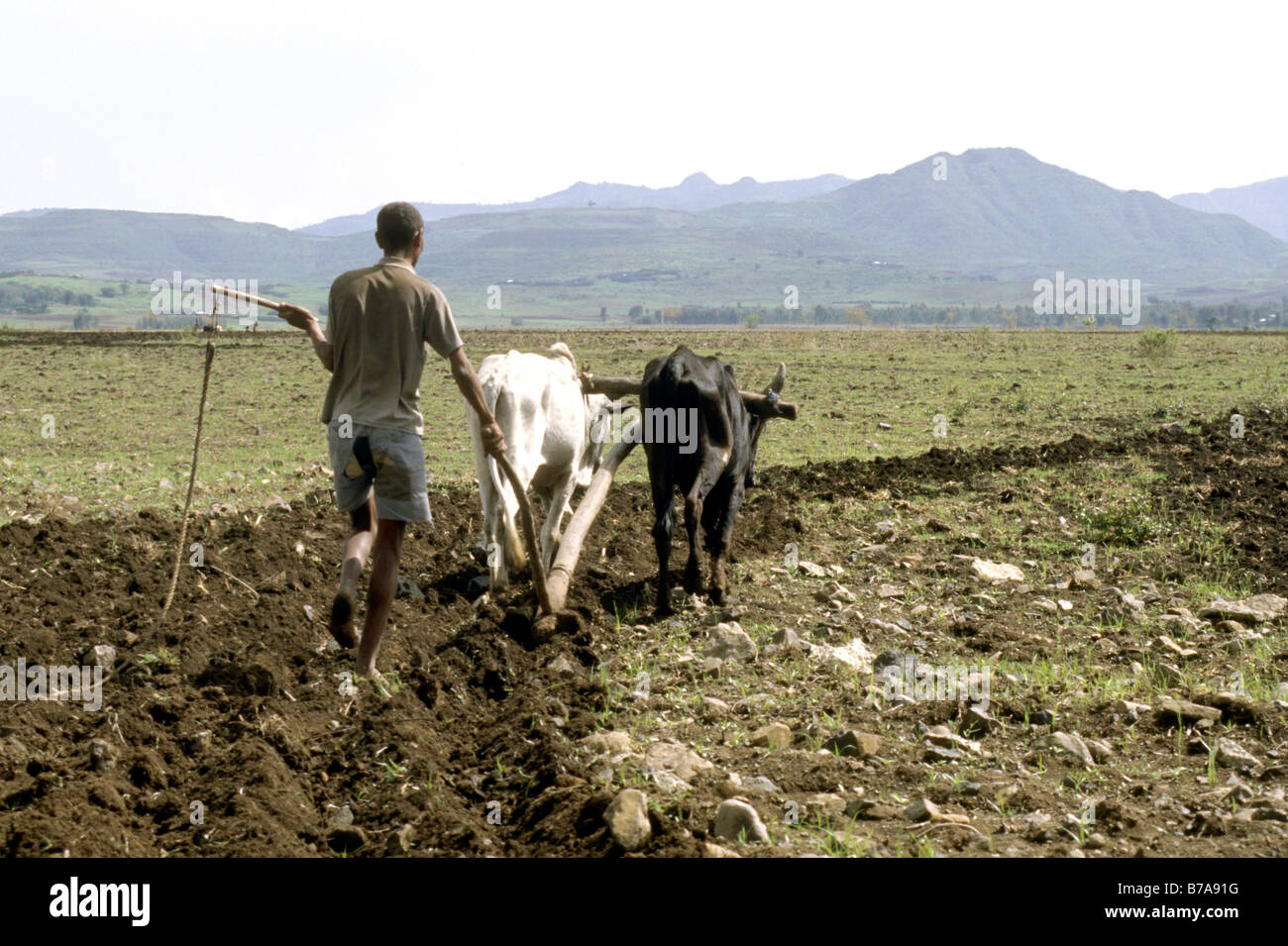 Ploughing oxen africa hi-res stock photography and images - Alamy