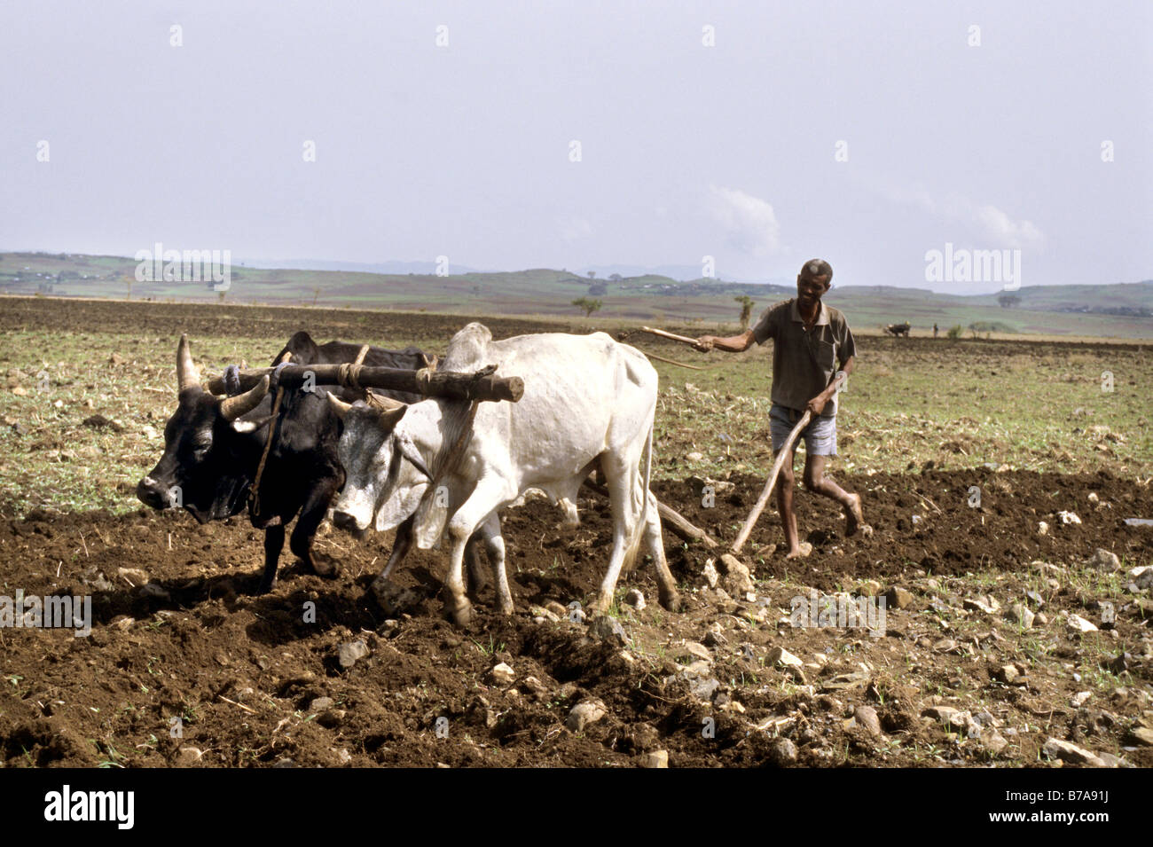 Ploughing oxen africa hi-res stock photography and images - Alamy