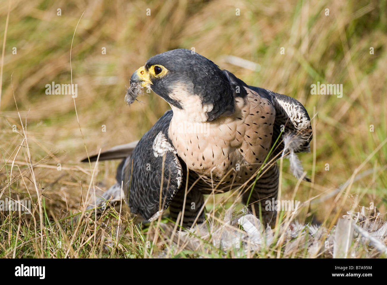 Peregrine Falcon (Falco peregrinus) is plucking on a dead grey ...