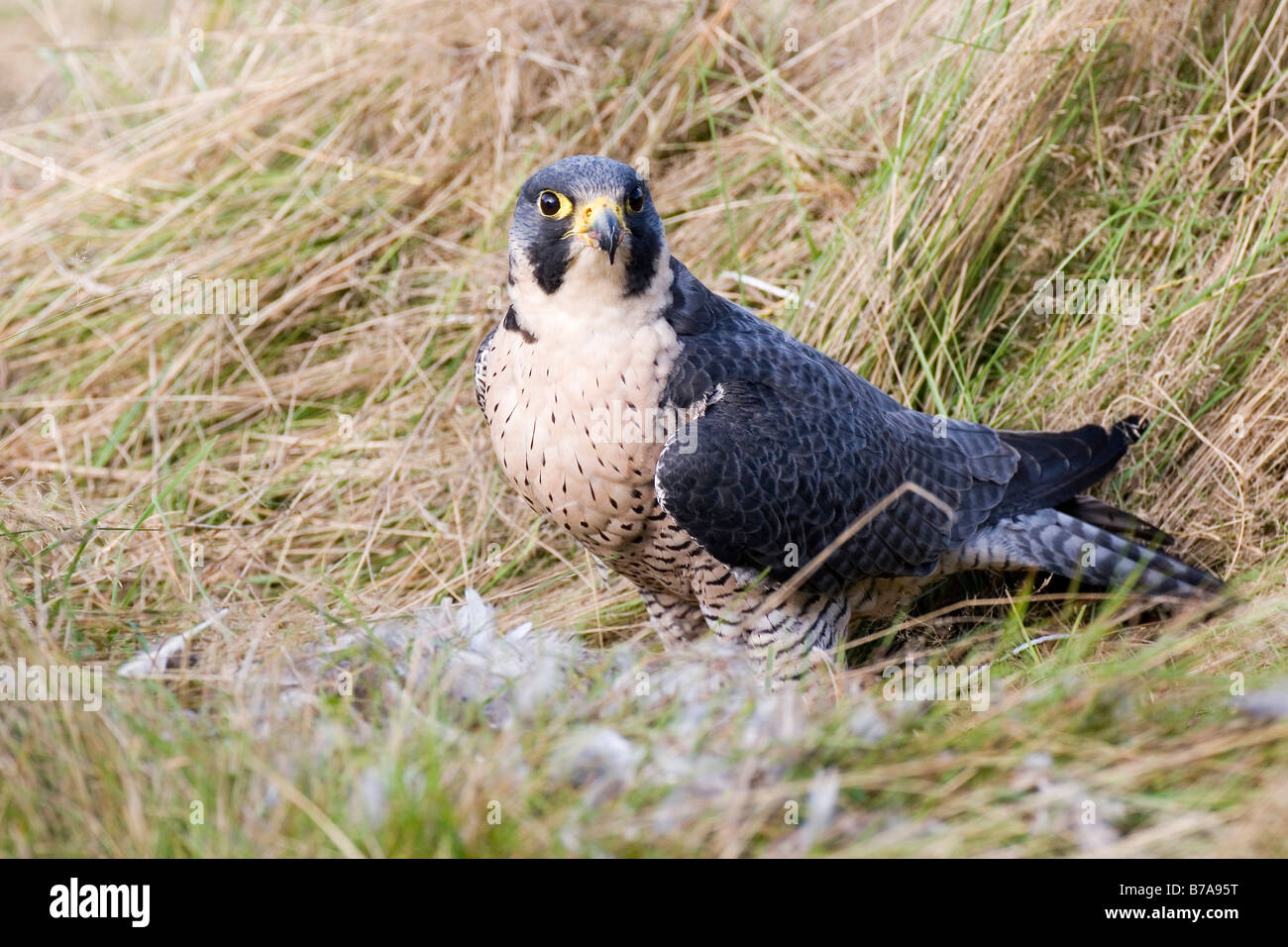 Peregrine Falcon (Falco peregrinus) is plucking on a dead grey ...