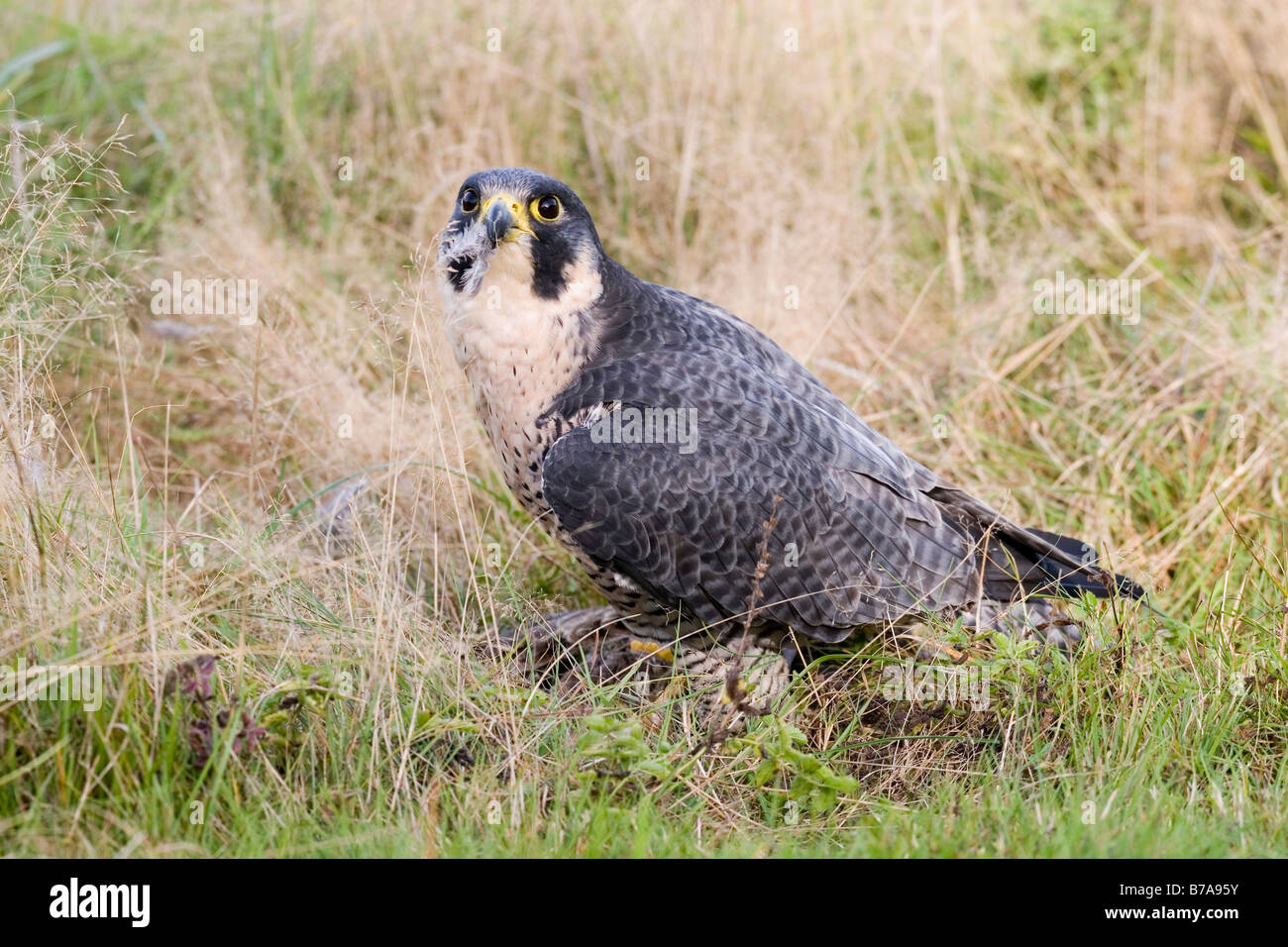 Peregrine Falcon (Falco peregrinus) is plucking on a dead grey ...