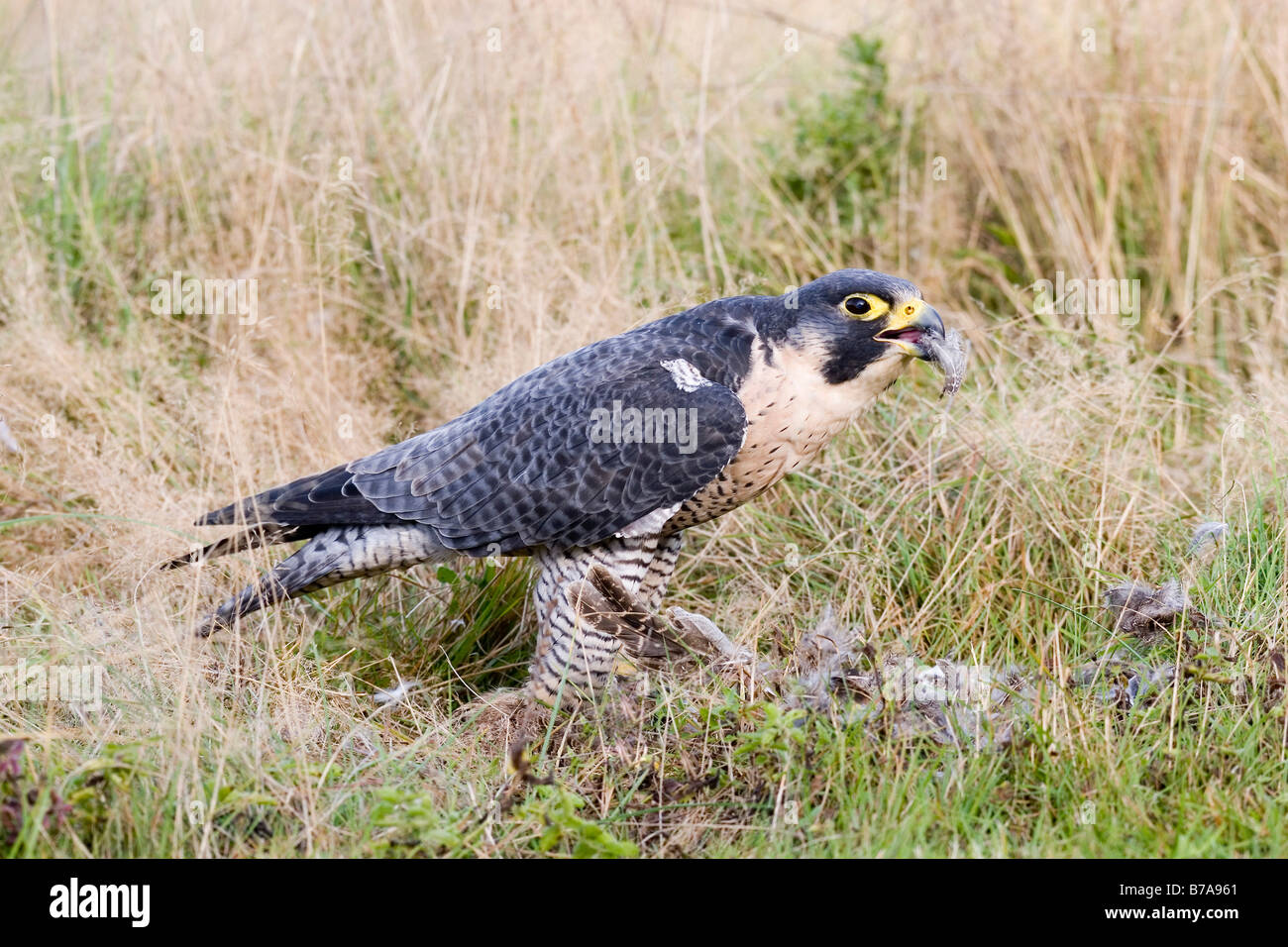 Peregrine Falcon (Falco peregrinus) is plucking on a dead grey ...
