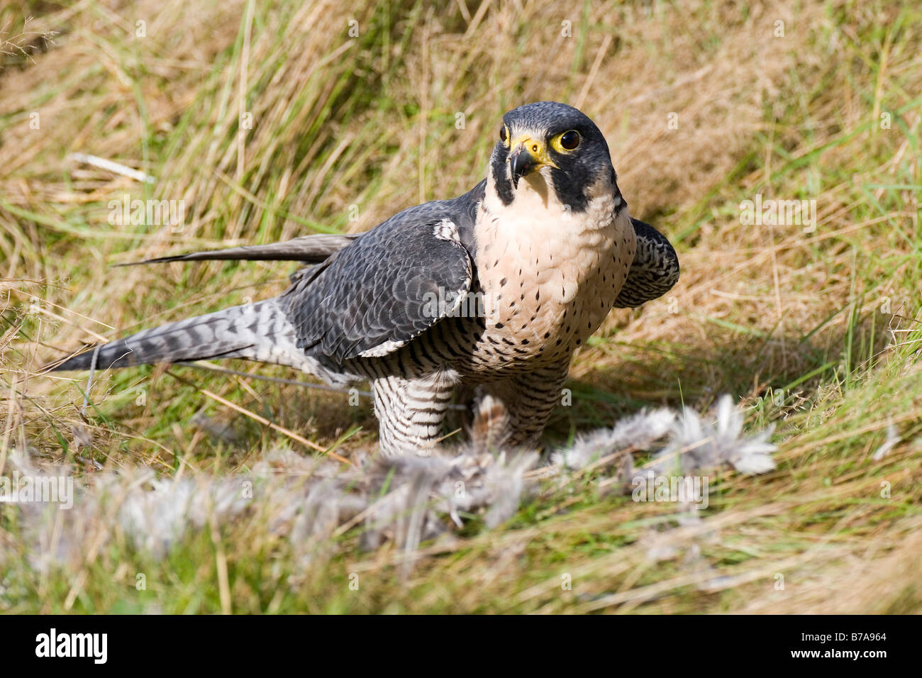 Peregrine falcon catching prey hi-res stock photography and images - Alamy