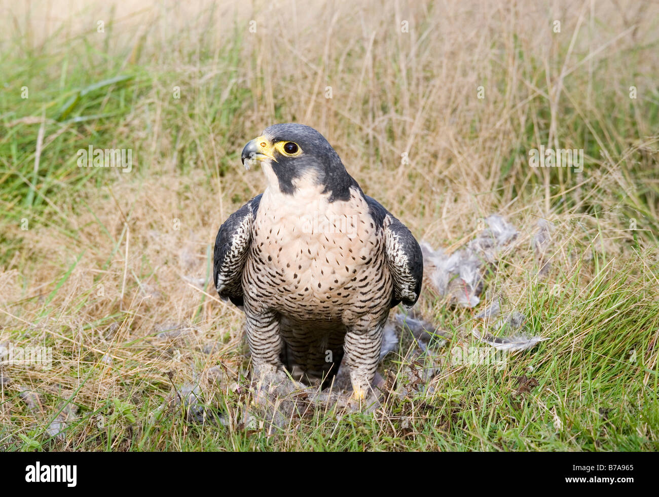 Peregrine falcon catching prey hi-res stock photography and images - Alamy