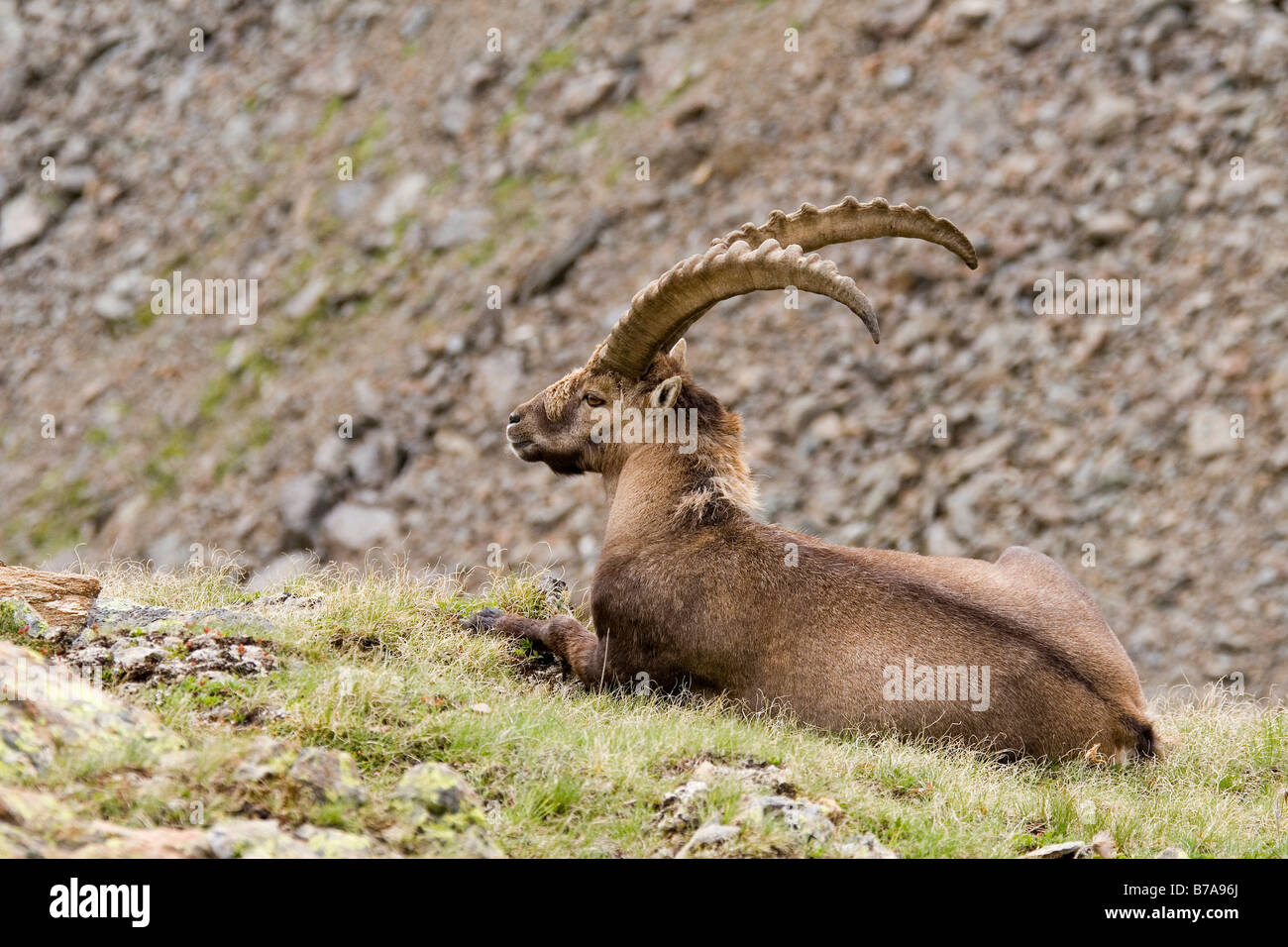 Capra ibex lie down hi-res stock photography and images - Alamy