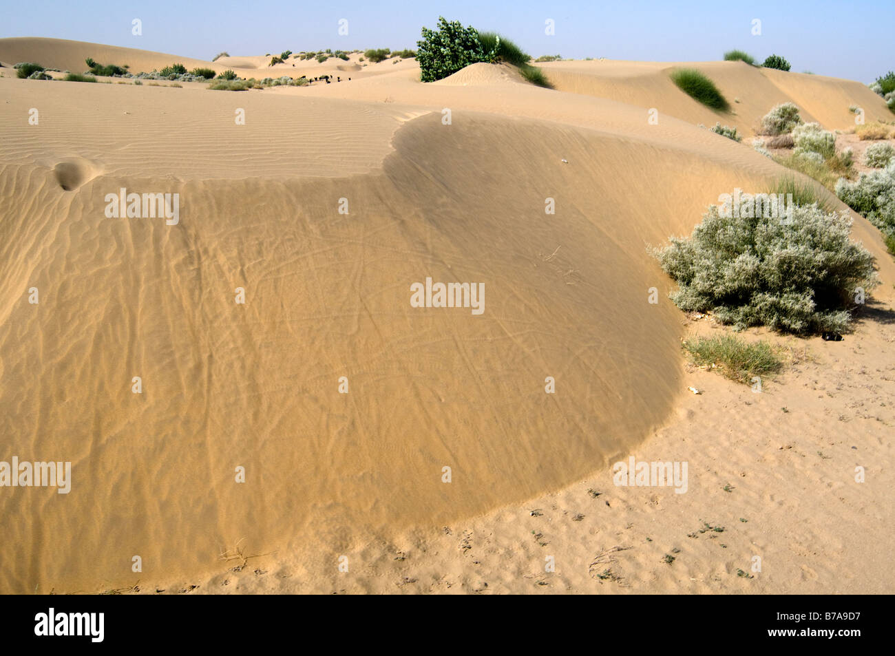 Thar City Tree High Resolution Stock Photography and Images - Alamy