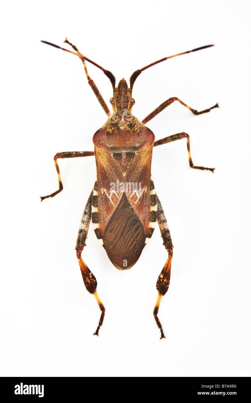 Western Conifer Seed Bug (Leptoglossus occidentalis Stock Photo - Alamy