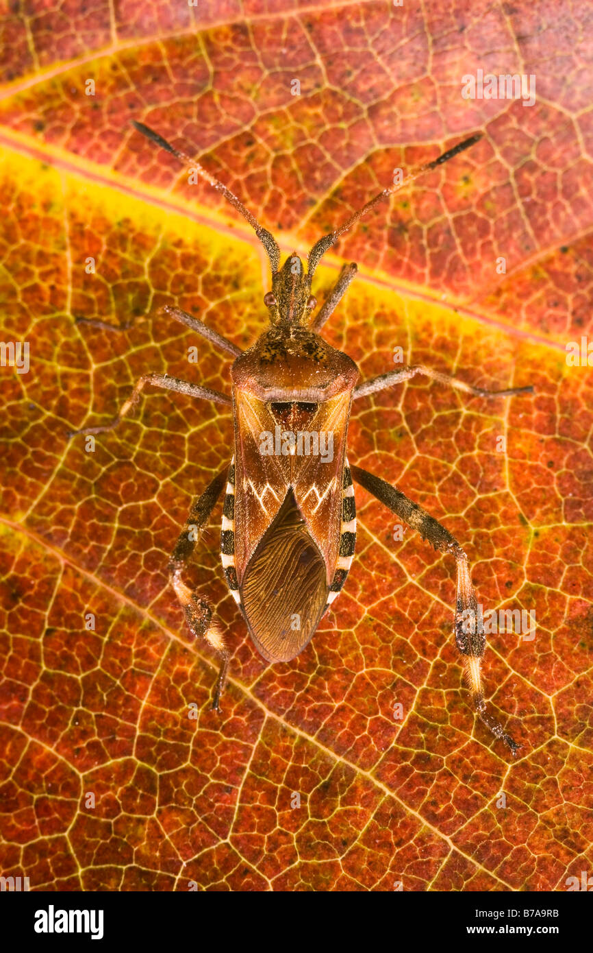Western Conifer Seed Bug (Leptoglossus occidentalis) on an autumn leaf ...