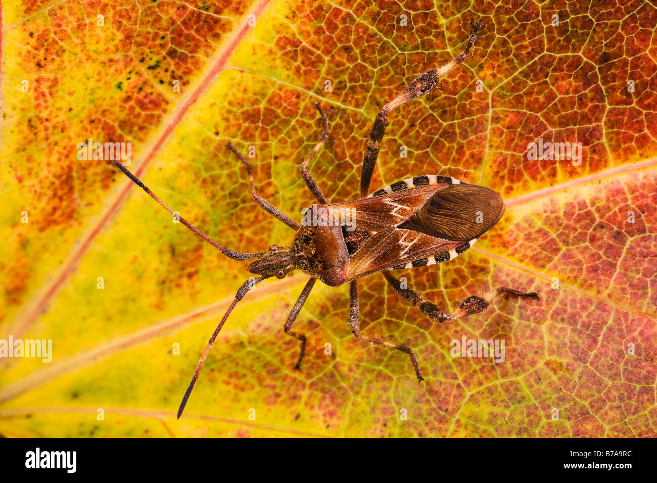 Western conifer seed bug hi-res stock photography and images - Alamy