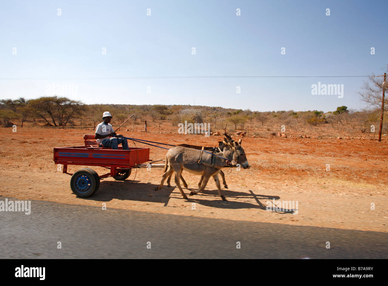 A man seated on a donkey cart pulled by two donkeys alongside the road ...