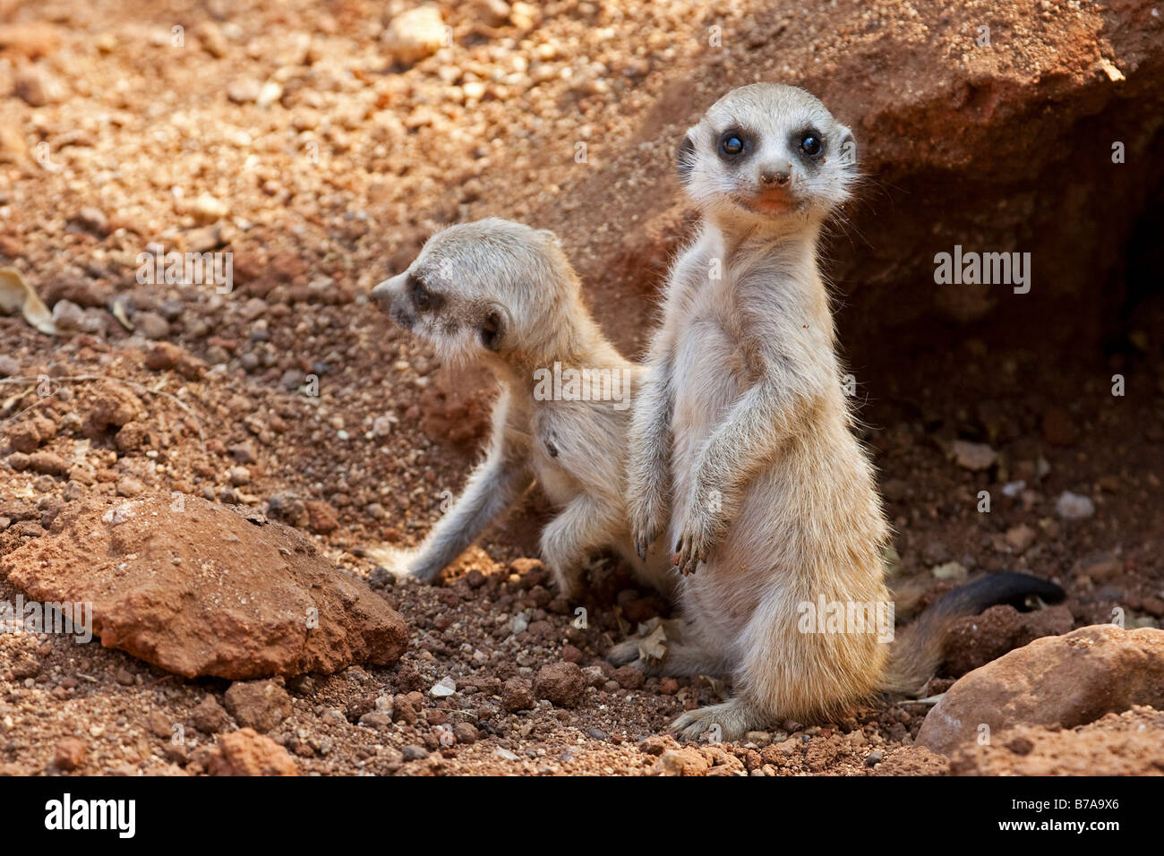 Suricate mongoose den hi-res stock photography and images - Alamy