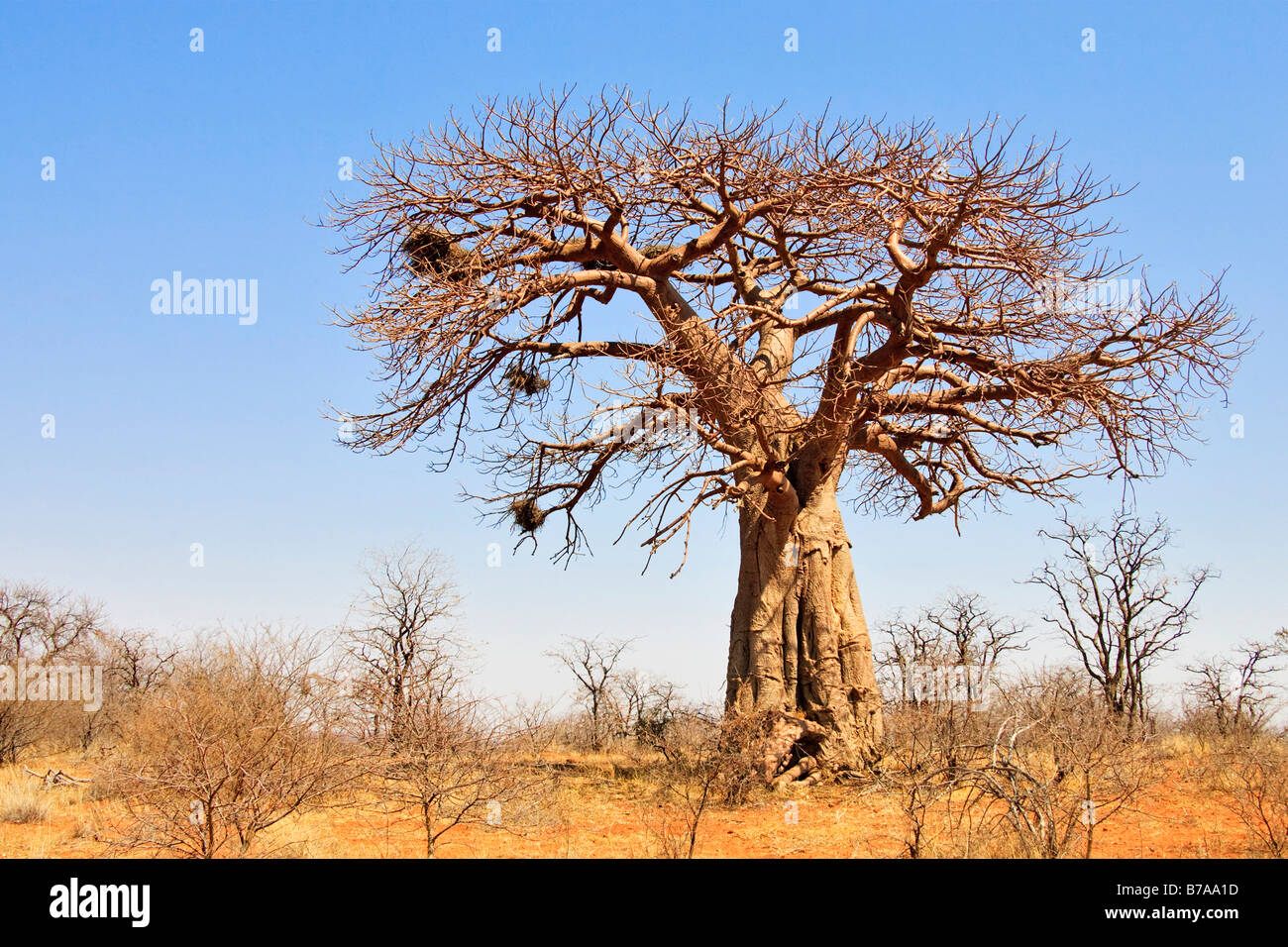 African Baobab tree (Adansonia digitata), South Africa Stock Photo - Alamy