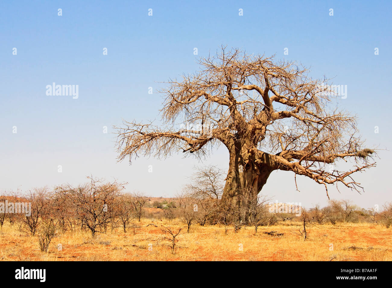 African Baobab tree (Adansonia digitata), South Africa Stock Photo - Alamy