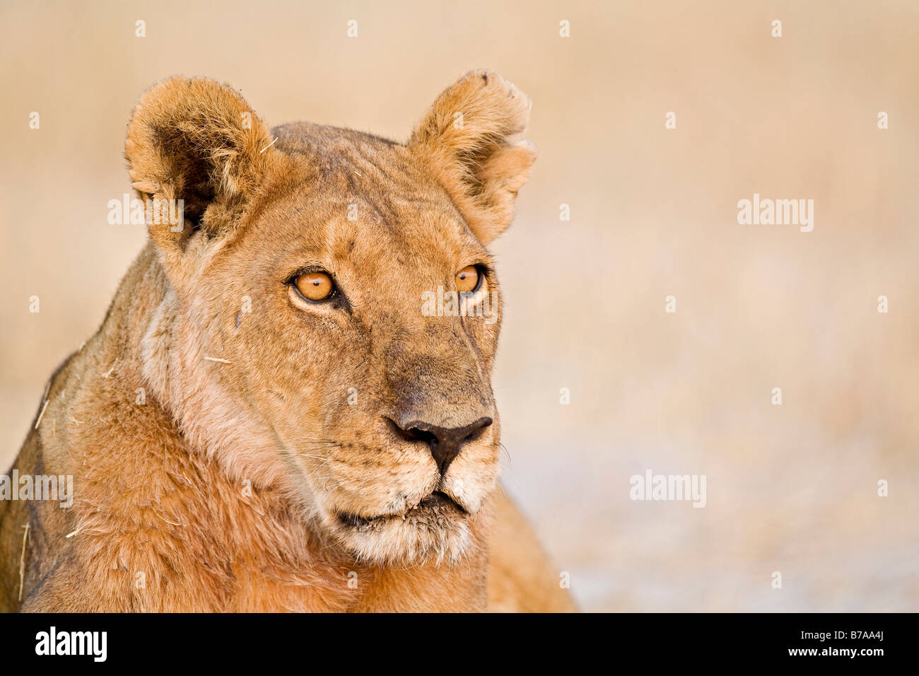 Lowin lowe lion lioness hi-res stock photography and images - Alamy