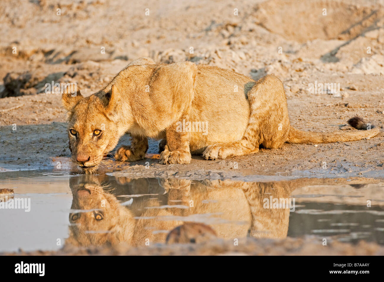 Lowin lowe lion lioness hi-res stock photography and images - Alamy