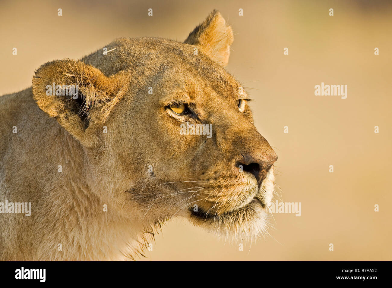 Lowin lowe lion lioness hi-res stock photography and images - Alamy