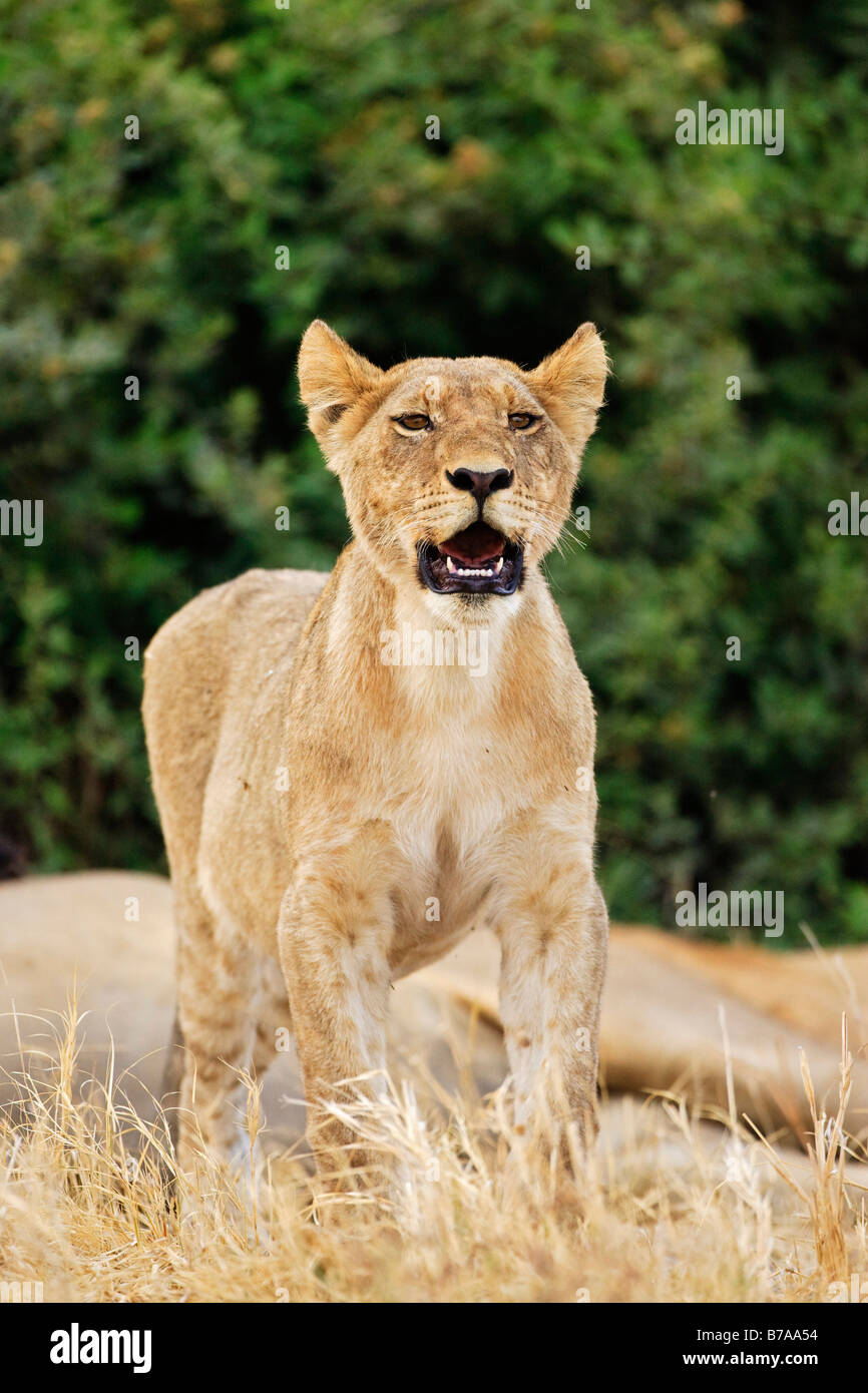 Lowin lowe lion lioness hi-res stock photography and images - Alamy