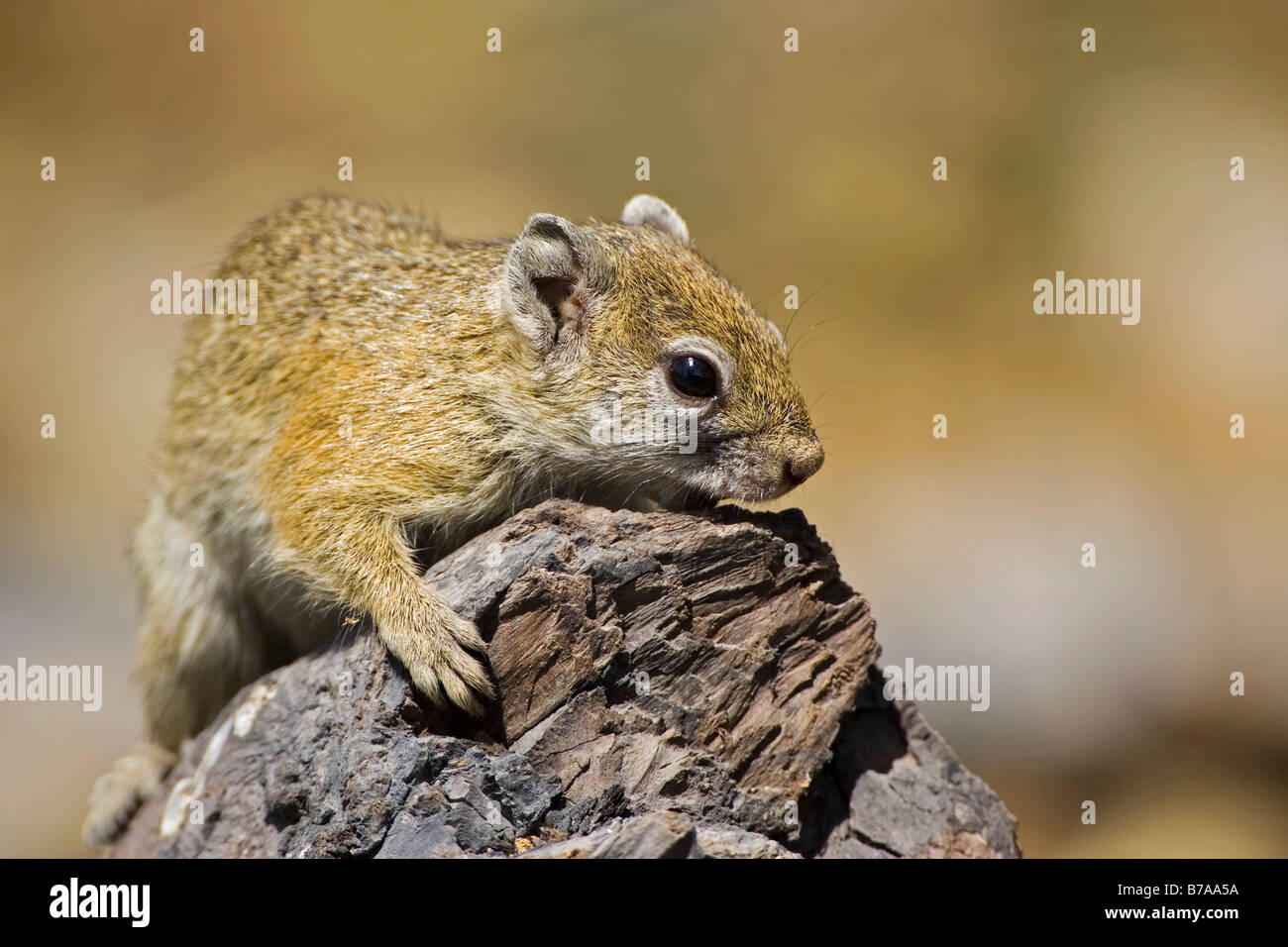 Smith's Bush Squirrel (Paraxerus cepapi), Moremi National Park, Moremi ...