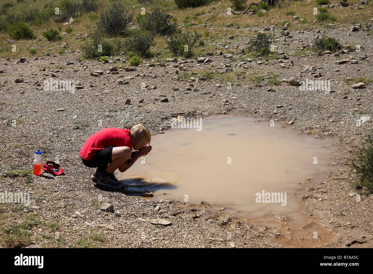 A thirsty teenage hiker drinking water from a rainfilled puddle Stock ...