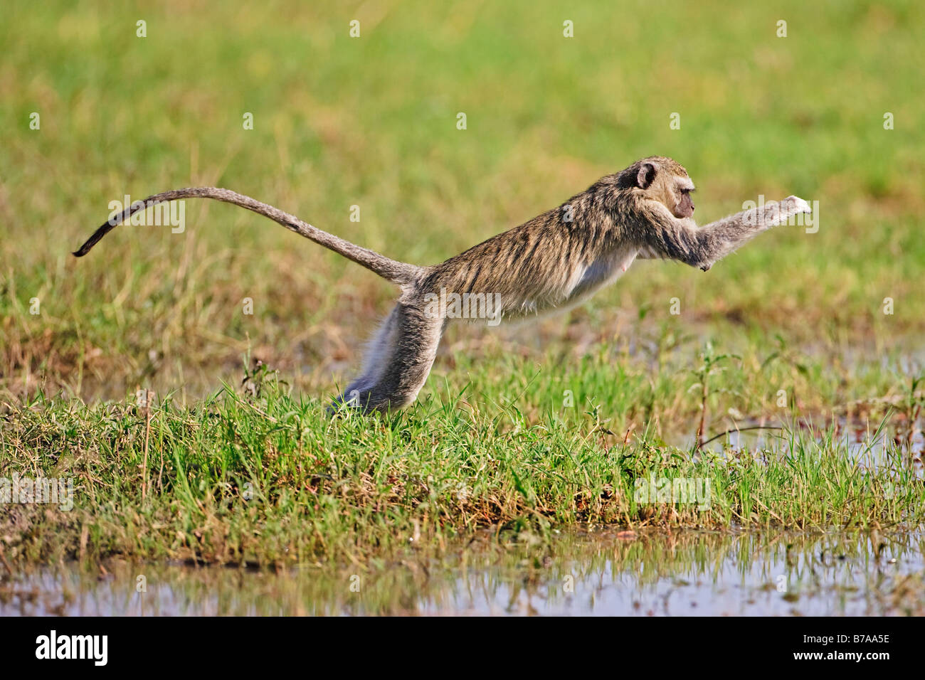 Vervet monkey (Chlorocebus) jumping over a stream, Moremi National Park, Moremi Wildife Reserve ...
