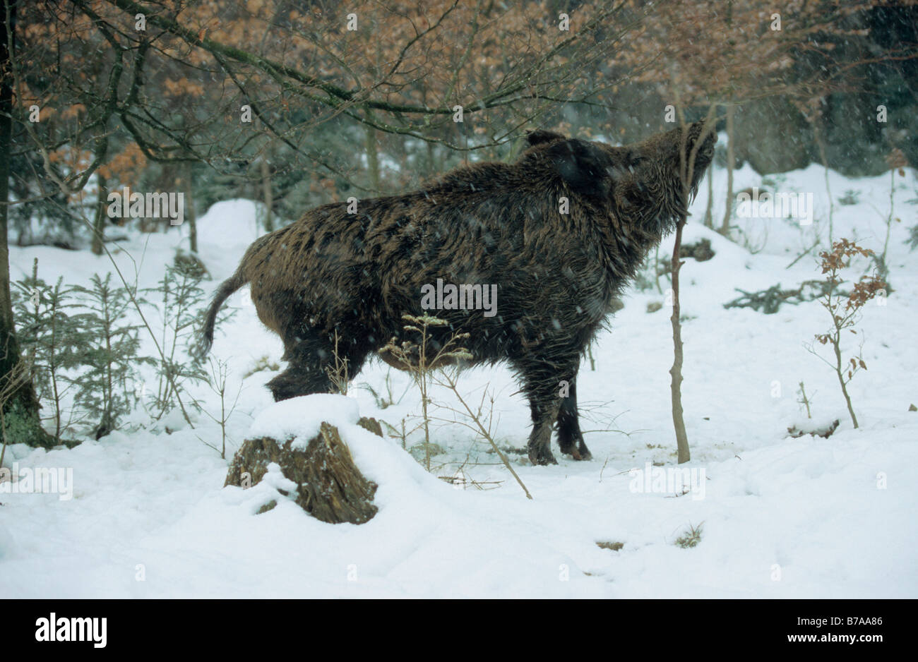 Pigs mating hi-res stock photography and images - Alamy