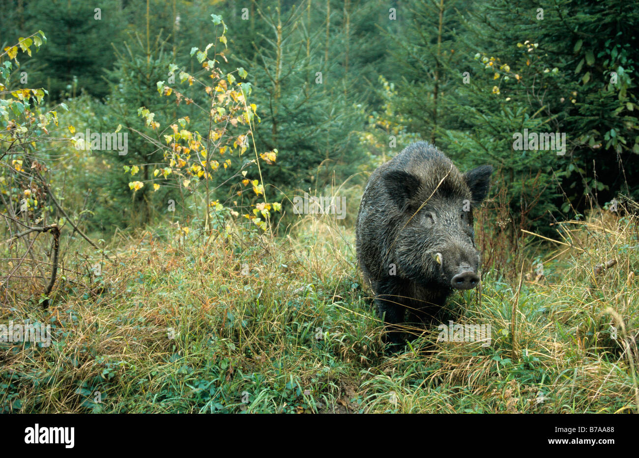 Sus scrofa wildschwein hi-res stock photography and images - Alamy