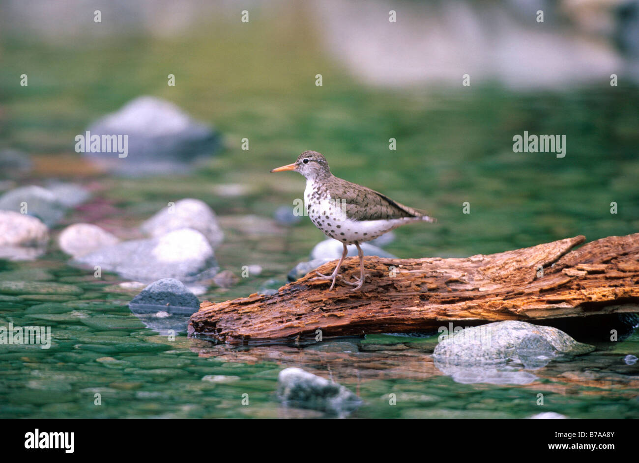 Spotted Sandpiper (Actitis macularia), British Columbia, Canada, North ...