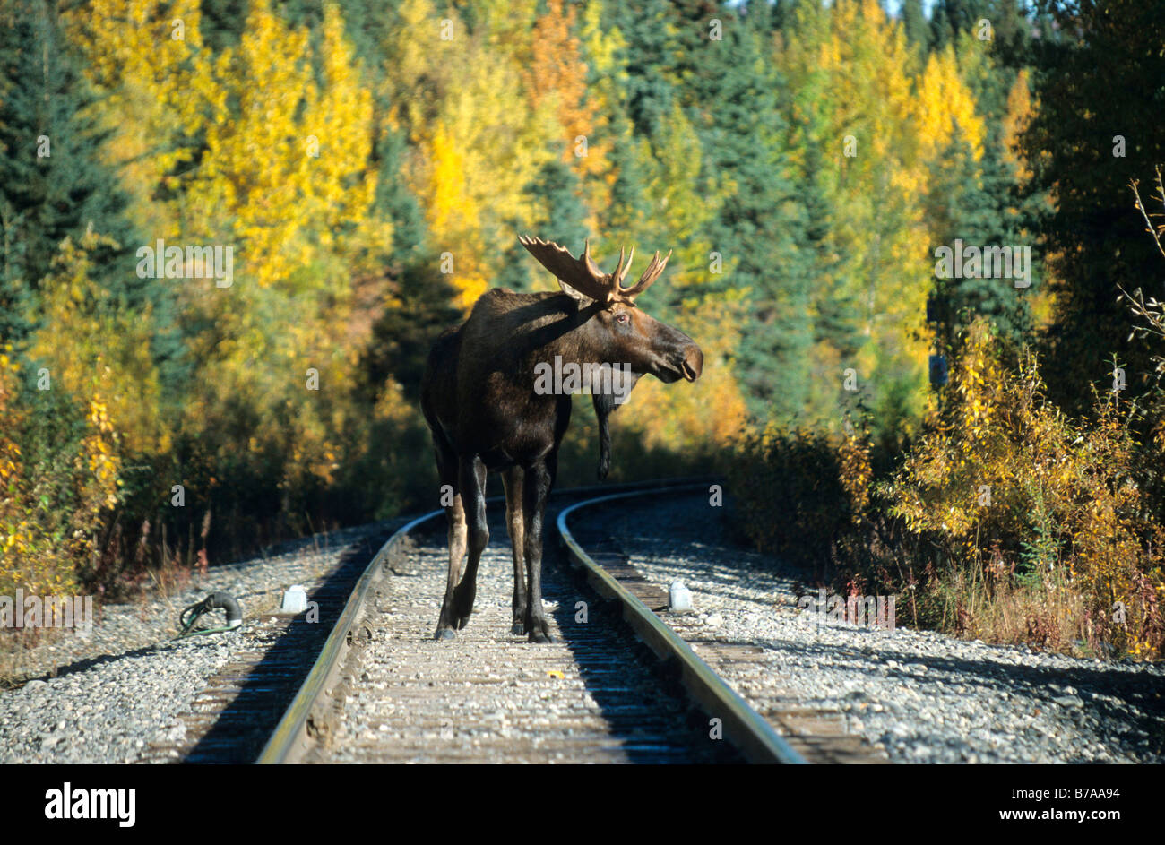 Bull moose alaska hi-res stock photography and images - Alamy