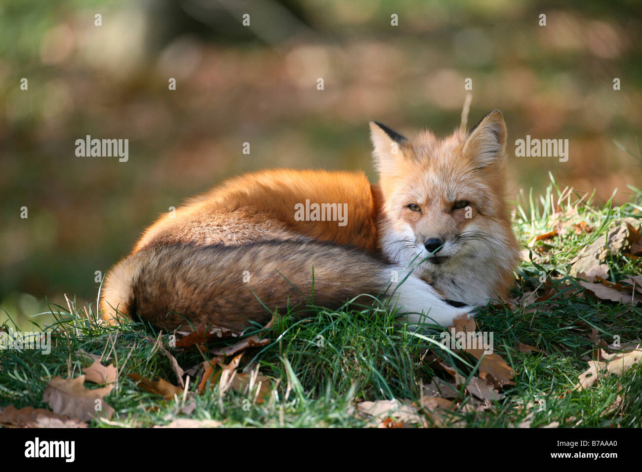 Curled up fox hi-res stock photography and images - Alamy