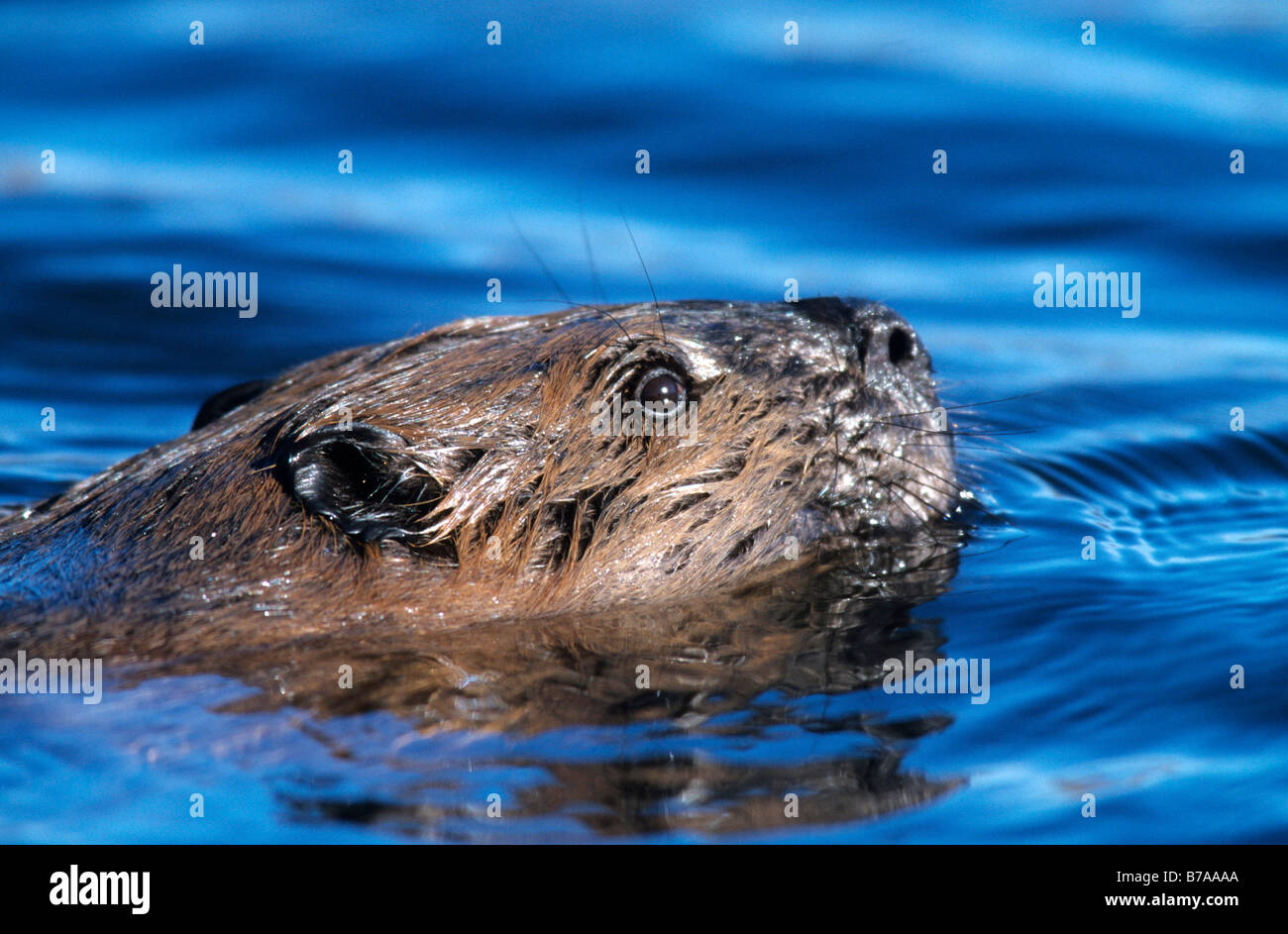 European beaver (Castor fiber), Alaska, North America Stock Photo - Alamy