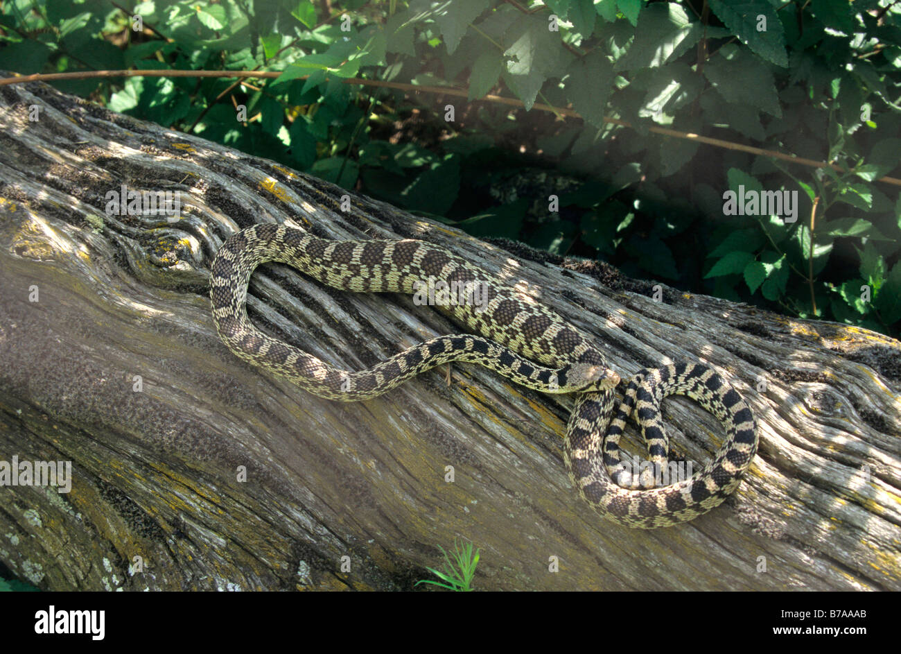 Snake zoo hi-res stock photography and images - Alamy