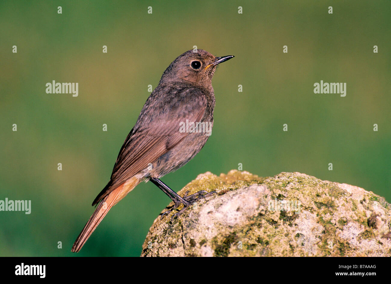 Black Redstart (Phoenicurus ochruros), female Stock Photo - Alamy