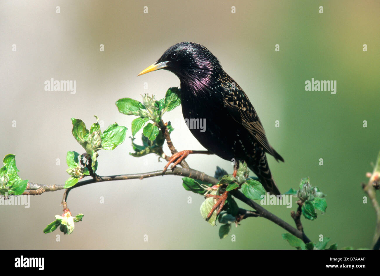 European Starling, Common Starling or Starling (Sturnus vulgaris), in ...
