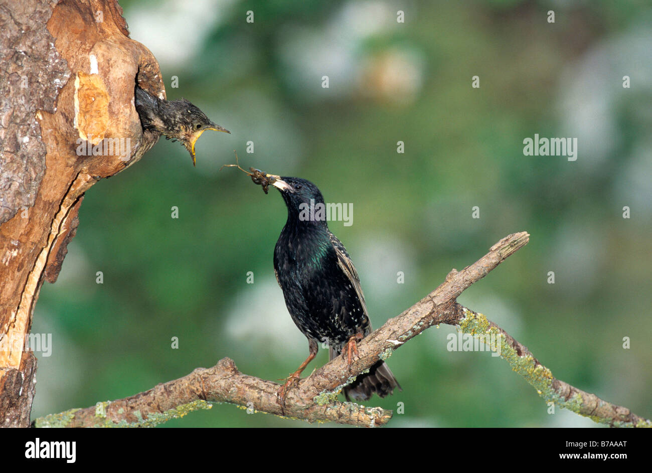 Bird feed star hi-res stock photography and images - Alamy