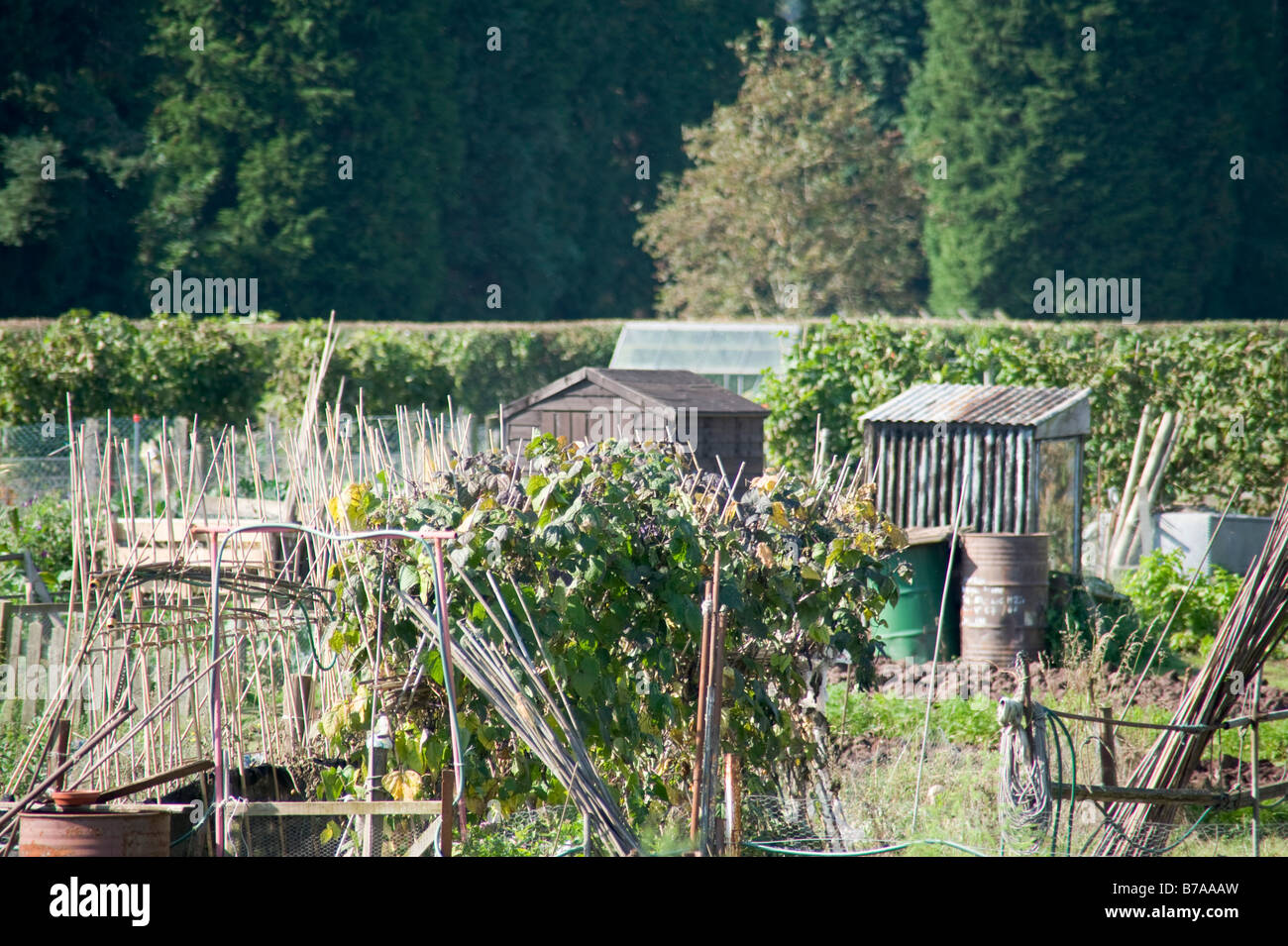 Traditional Allotment Vegetables Plot Stock Photos & Traditional ...