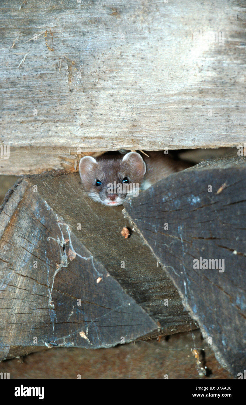 Hermelin oder hermelin hi-res stock photography and images - Alamy