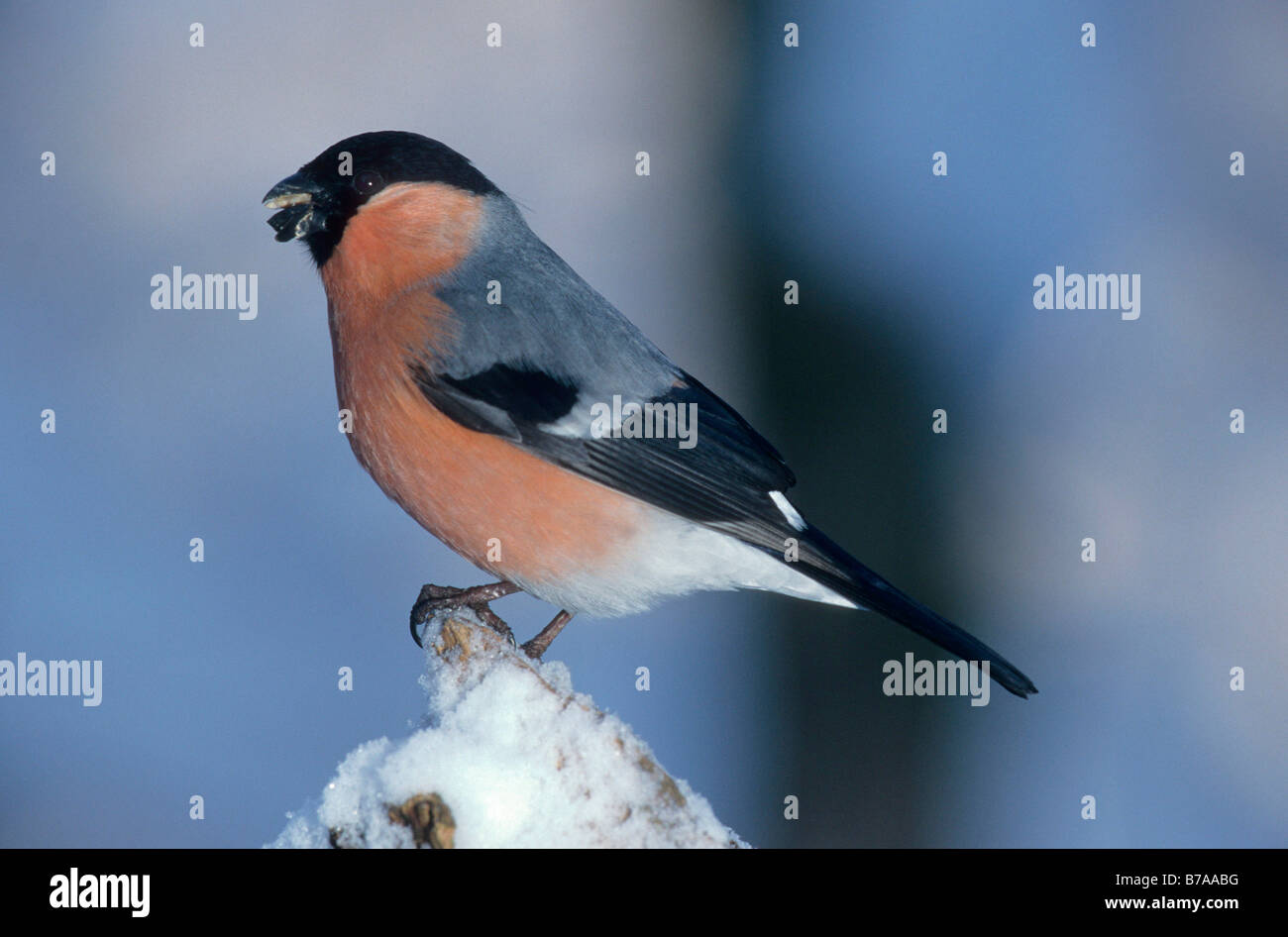 Male bullfinch fauna hi-res stock photography and images - Alamy