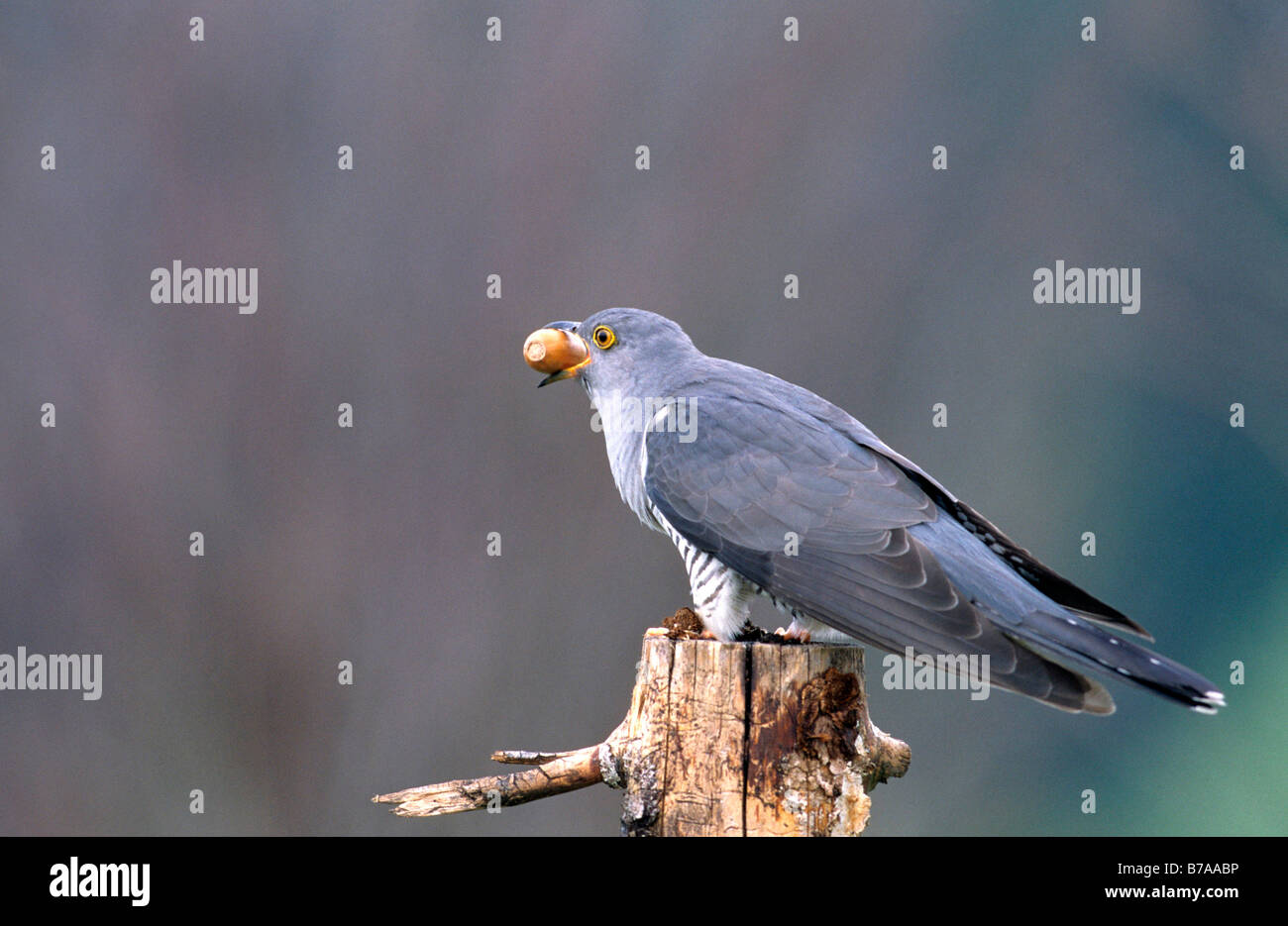 Common cuckoo cuculus canorus hi-res stock photography and images - Alamy