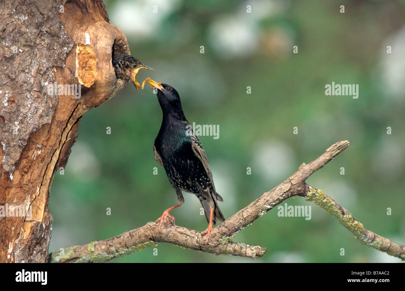 Fledgling starling hi-res stock photography and images - Alamy
