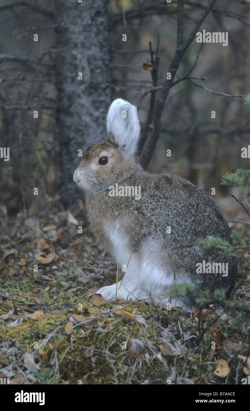 Snowshoe hare hi-res stock photography and images - Alamy