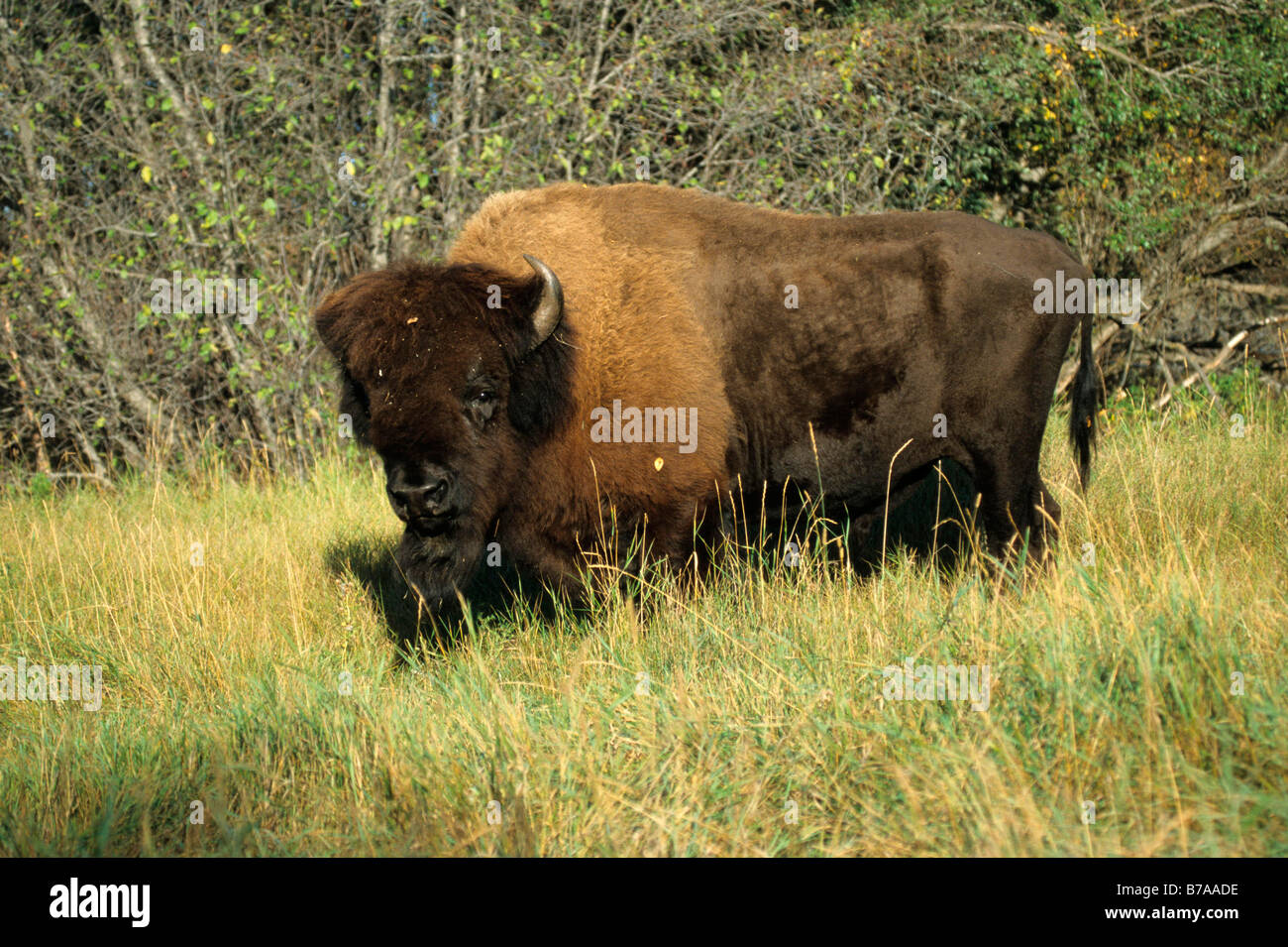 Wood buffalo national park hi-res stock photography and images - Alamy
