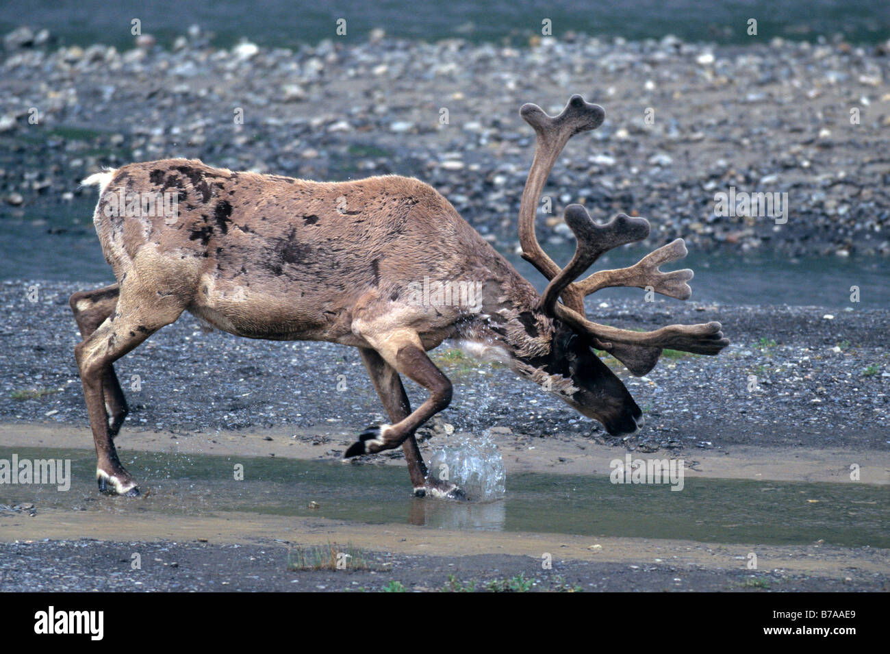 Reindeer (Rangifer tarandus) in the water, Denali National Park, Alaska ...