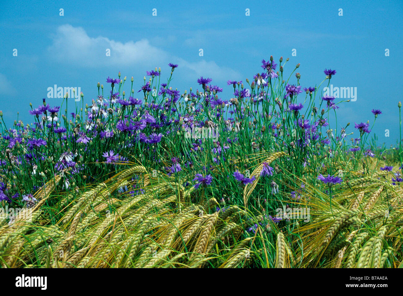 Cornflowers (Centaurea cyanus) in a barley field, Allgaeu, Germany ...