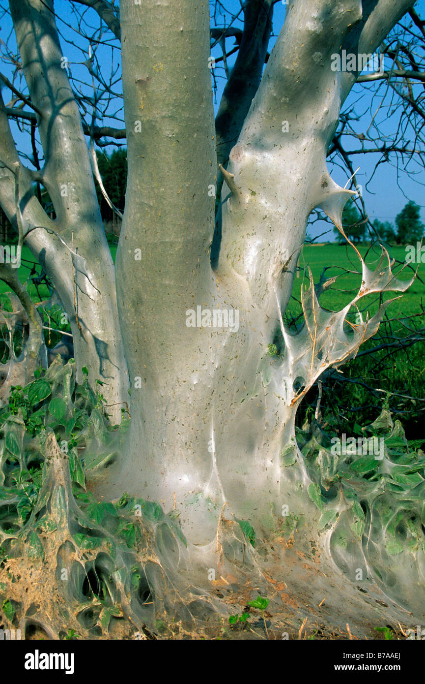 Tree enwrapped by Ermine Moths (Yponomeuta evonymella), Allgaeu ...