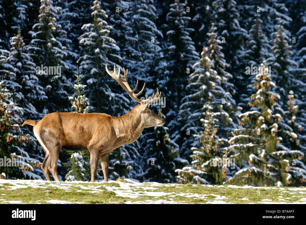 Hirsch europa winter hi-res stock photography and images - Alamy